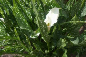 How to Grow and Care for Calla Lilies | Gardener’s Path