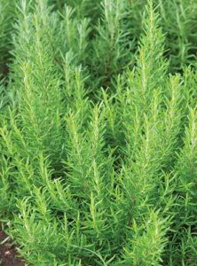 13 of the Best Rosemary Varieties | Gardener’s Path