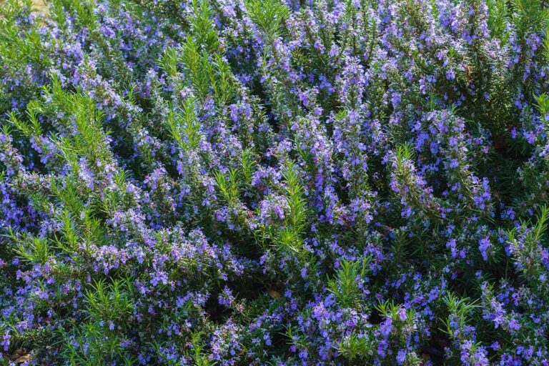 13 of the Best Rosemary Varieties | Gardener’s Path