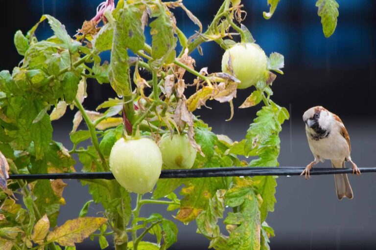 Birds Eating Your Tomatoes? Learn How to Protect Your Crop