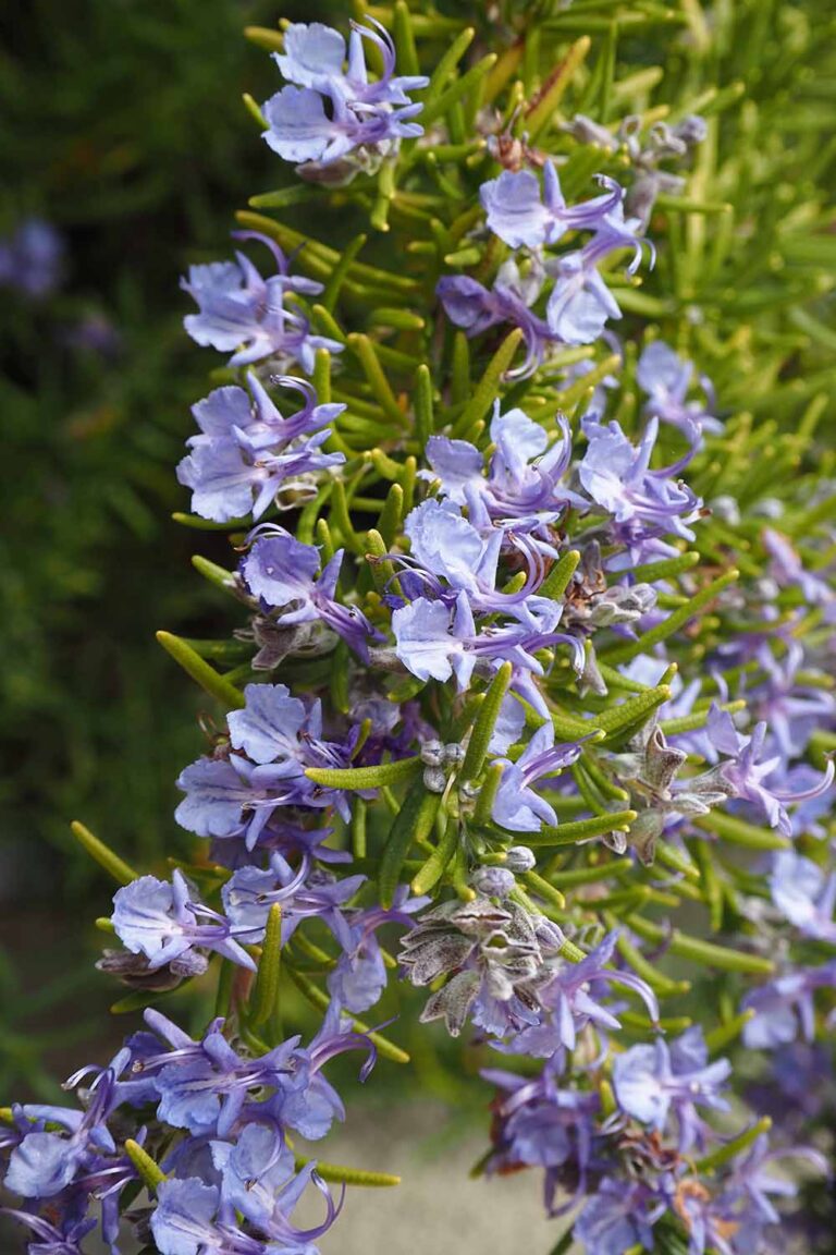 13 of the Best Rosemary Varieties | Gardener’s Path