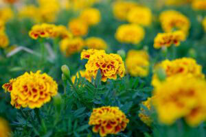 How to Grow and Care for French Marigolds | Gardener’s Path