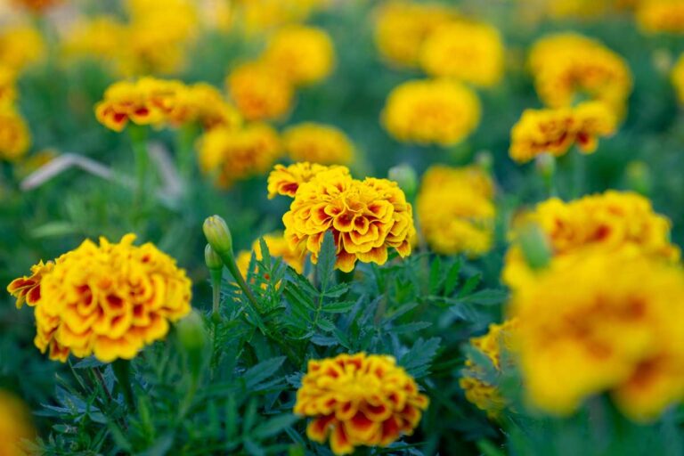 How to Grow and Care for French Marigolds | Gardener’s Path