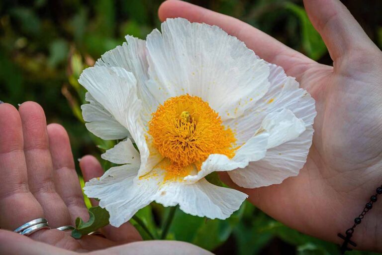 How to Grow California Tree Poppies (Coulter’s Matilija Poppy)