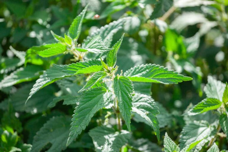 How to Plant and Grow Stinging Nettle in Your Garden