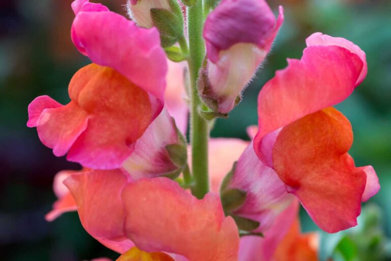 How to Grow and Care for Snapdragon Flowers | Gardener's Path