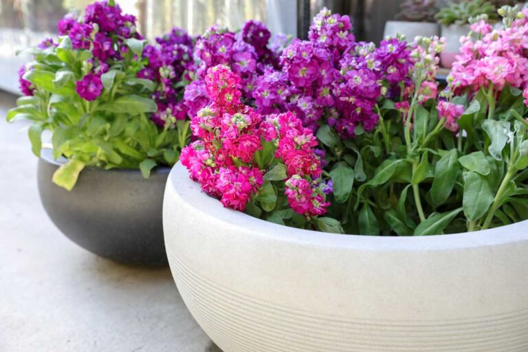 How to Grow and Care for Stock Flowers (Matthiola incana)
