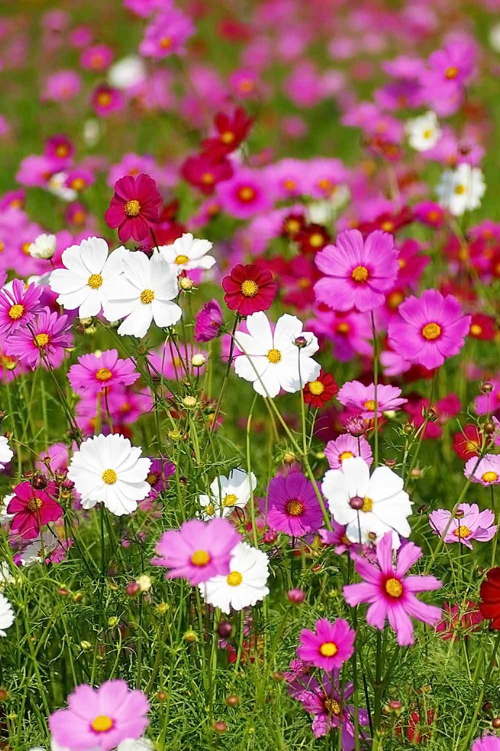 21 of the Best Flowers for Mass Planting | Gardener’s Path