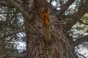 How to Grow and Care for Norway Spruce Trees | Gardener’s Path