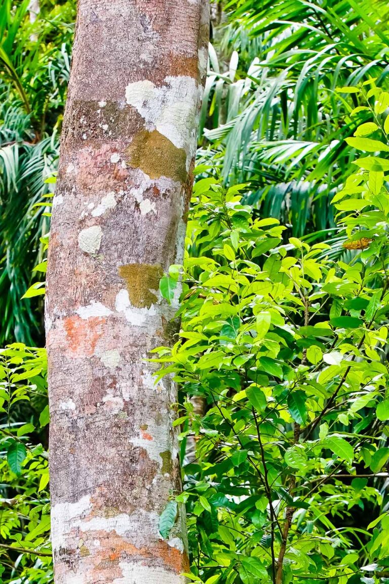 7 Causes of Peeling and Cracking Bark on Dogwoods
