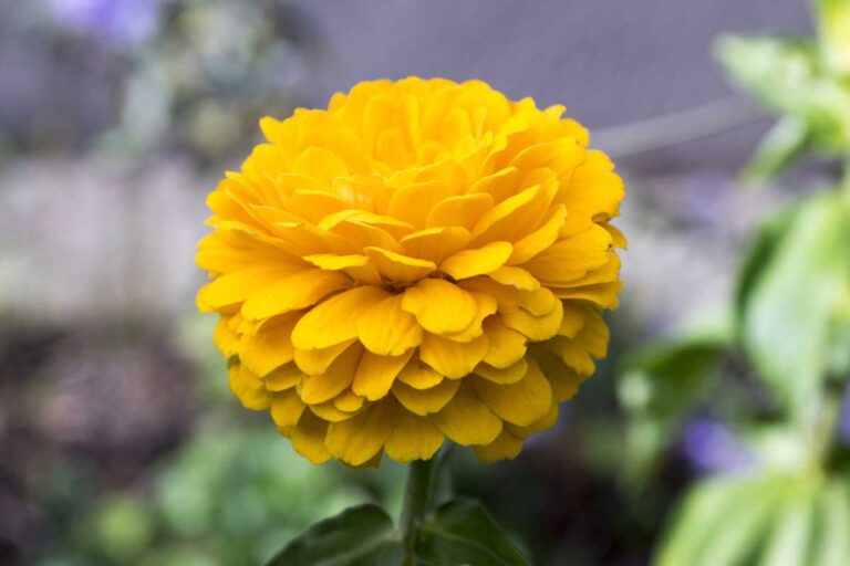 How to Plant and Grow Eye-Popping Zinnia Flowers