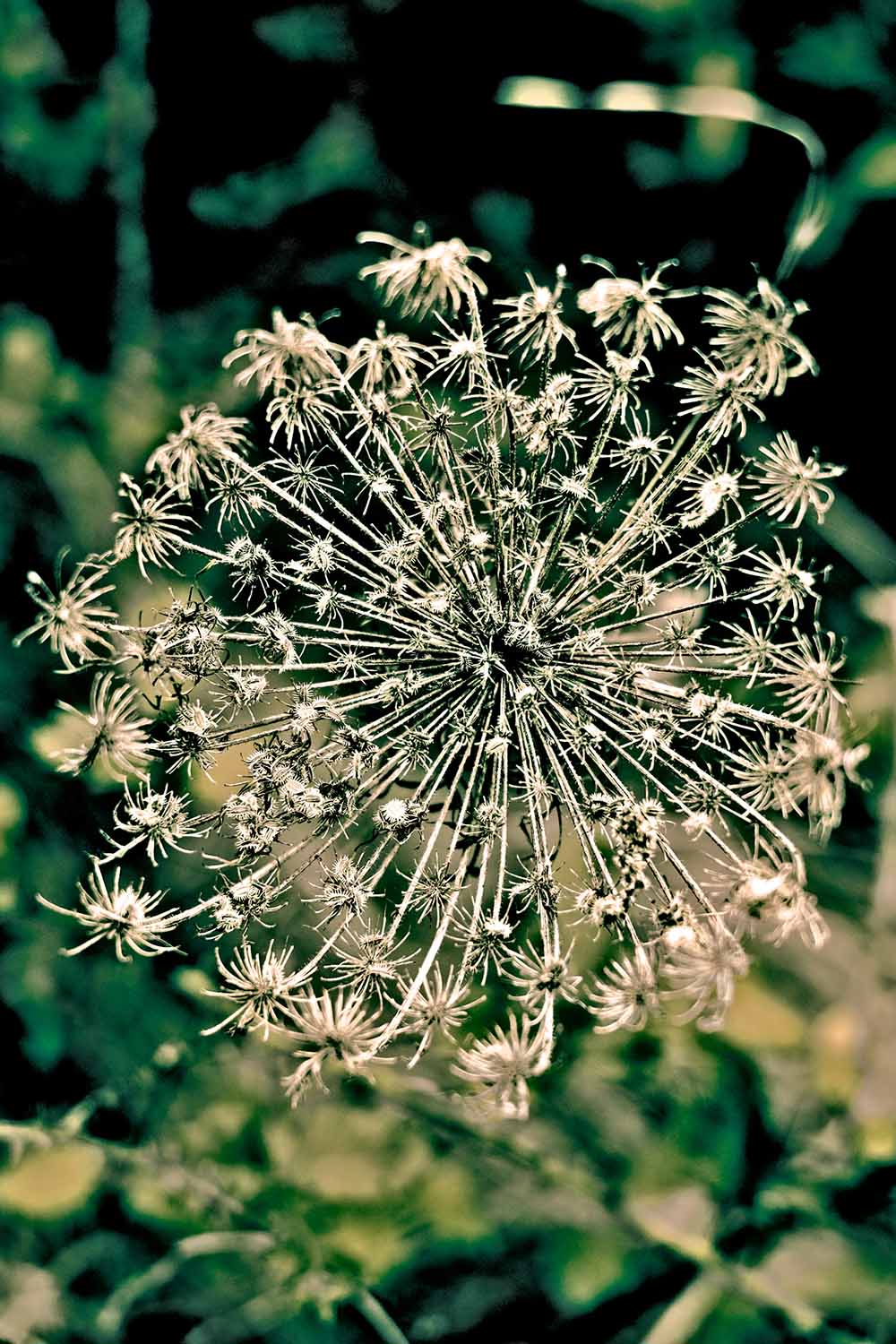 Learn How to Grow Anise in Pots and Containers | Gardener’s Path