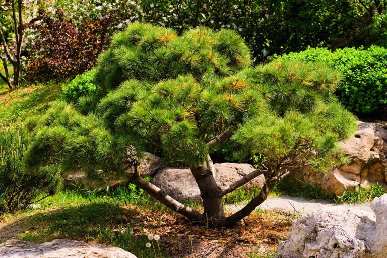 How to Grow and Care for Japanese Black Pines | Gardener’s Path