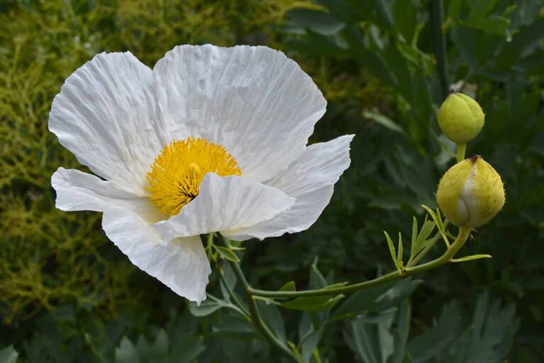 How to Grow California Tree Poppies (Coulter’s Matilija Poppy)