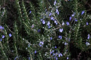 13 of the Best Rosemary Varieties | Gardener’s Path