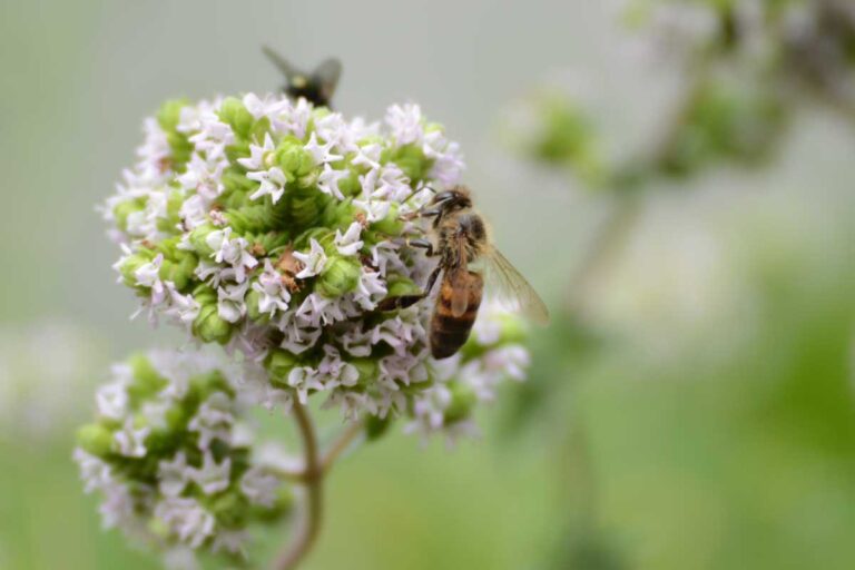 How to Plant and Grow Greek Oregano | Gardener’s Path