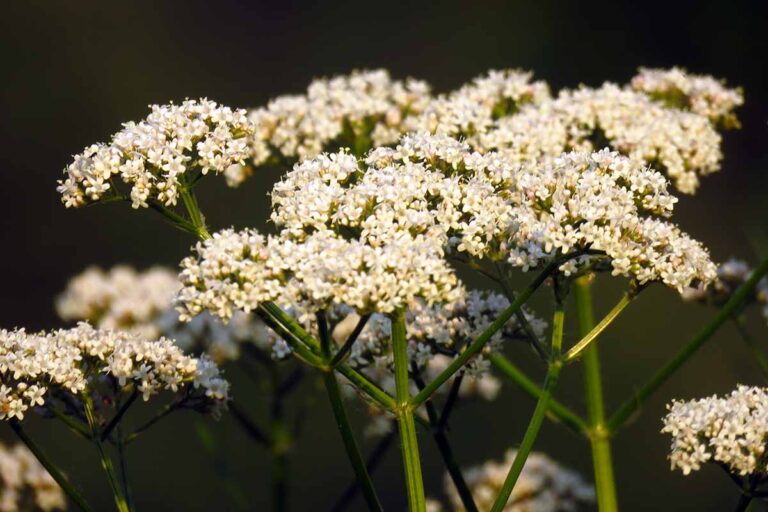Learn How to Grow Anise in Pots and Containers | Gardener’s Path