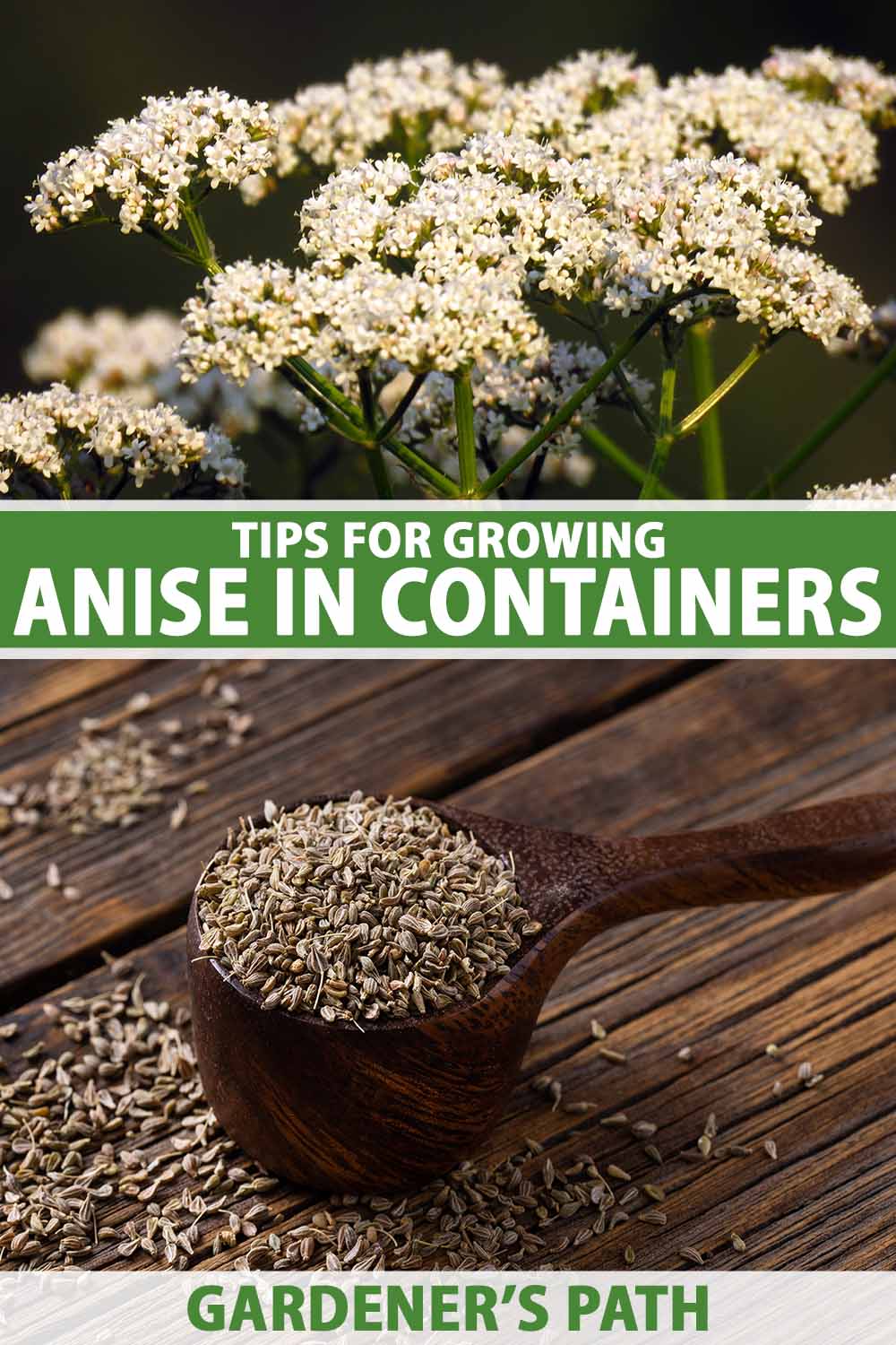 Learn How to Grow Anise in Pots and Containers | Gardener’s Path