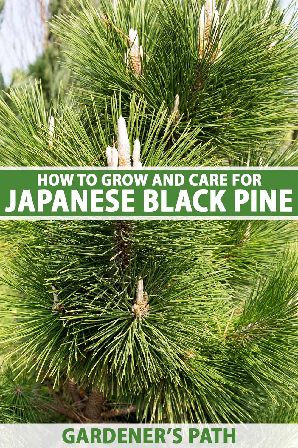 How to Grow and Care for Japanese Black Pines | Gardener’s Path
