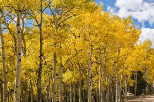 How to Grow and Care for Quaking Aspen Trees | Gardener’s Path