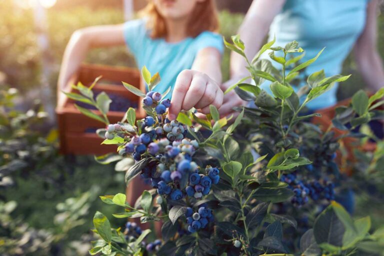 Learn How to Grow Blueberries in Pots and Containers