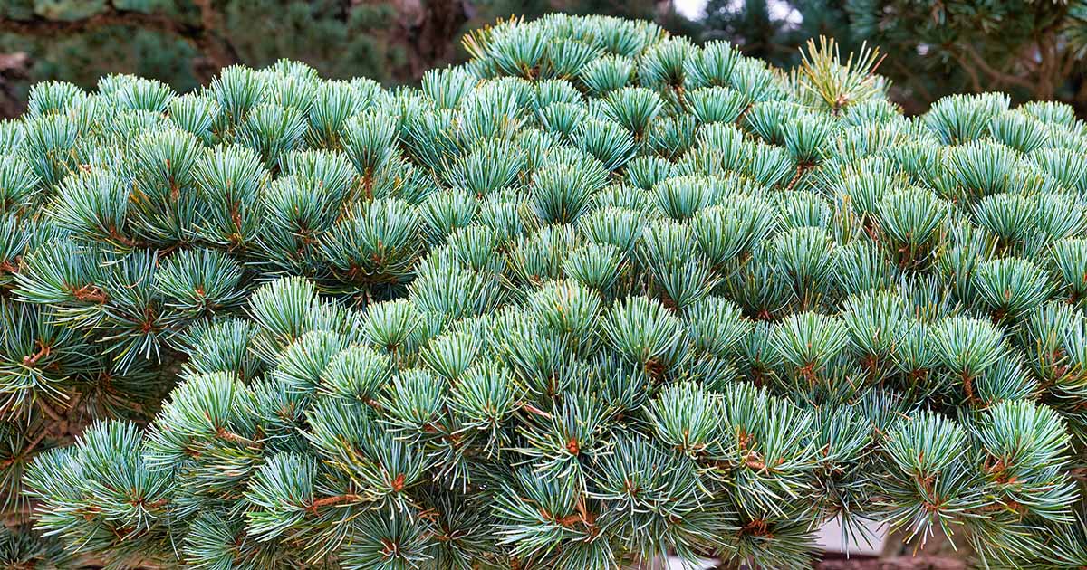 How to Grow and Care for Japanese White Pines | Gardener’s Path