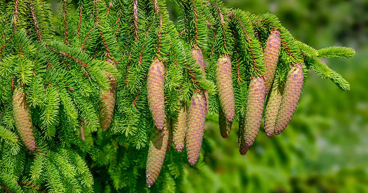 How to Grow and Care for Norway Spruce Trees | Gardener’s Path