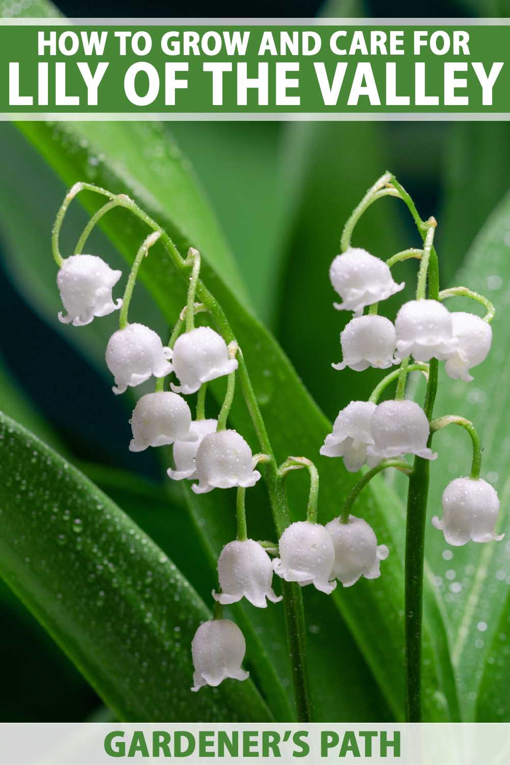 How to Grow Lily of the Valley: Your Planting and Care Guide