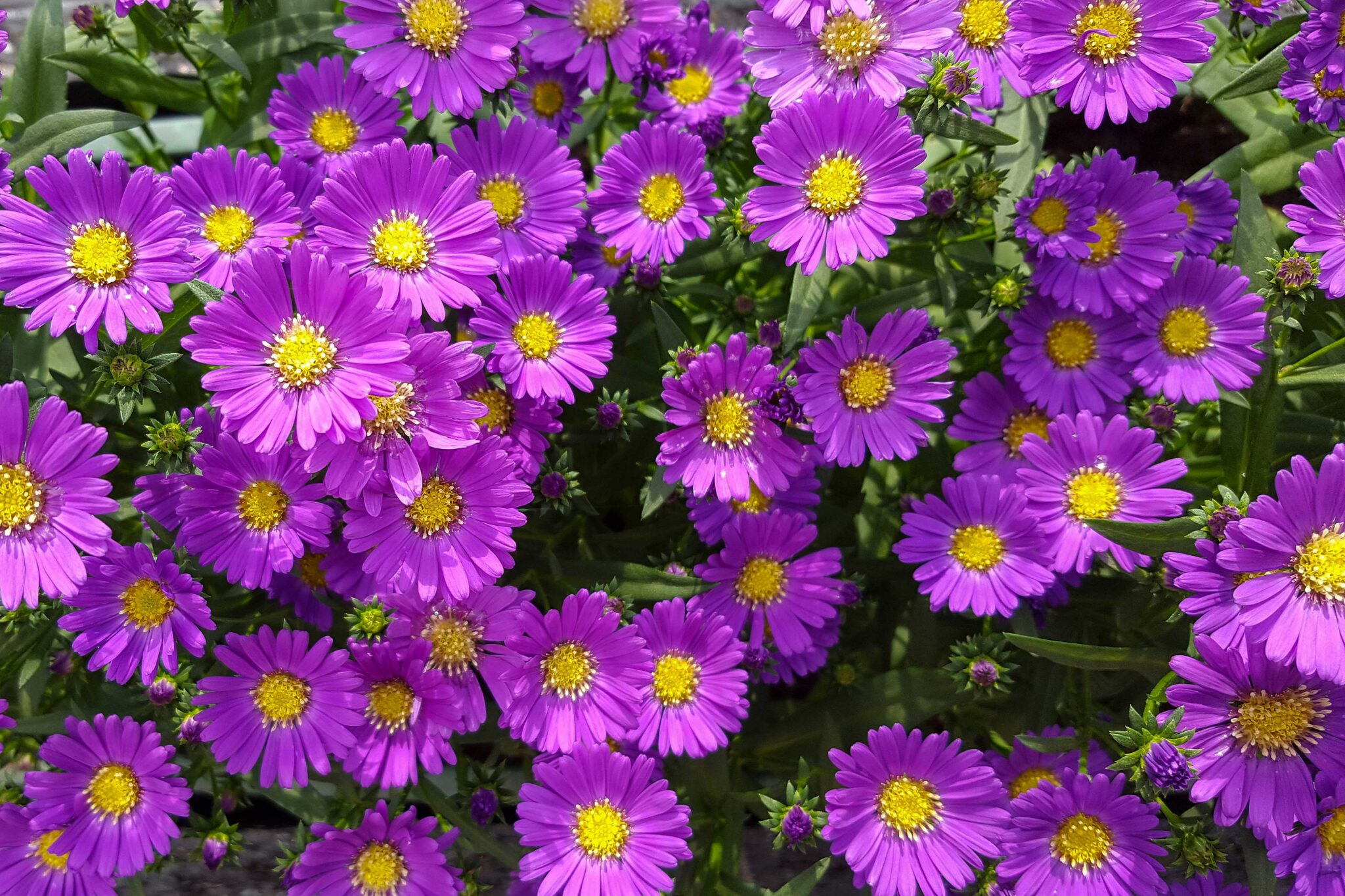 11 of the Best Pink Aster Varieties | Gardener's Path