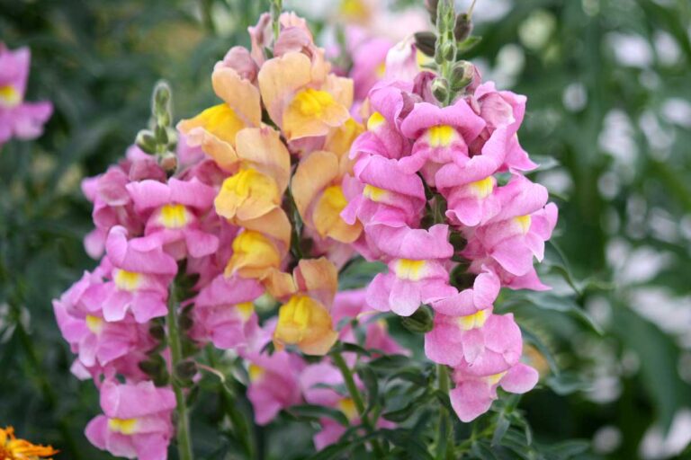 How to Grow and Care for Snapdragon Flowers | Gardener's Path