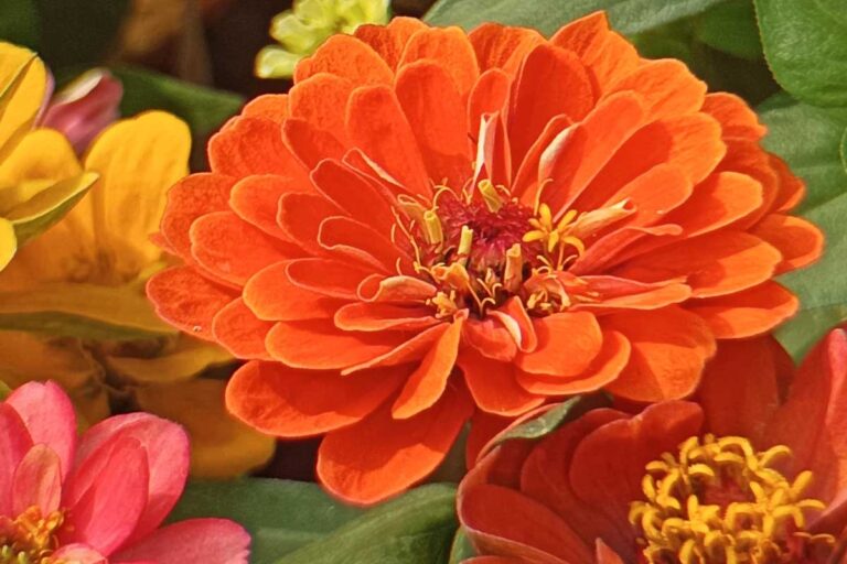 Zinnia Flower Growing Guides, Tips, and Information | Gardener's Path