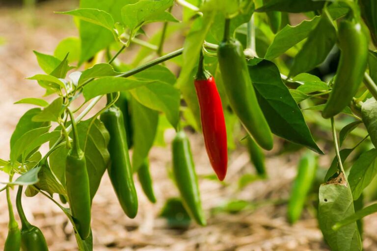 How to Plant and Grow Serrano Peppers | Gardener’s Path