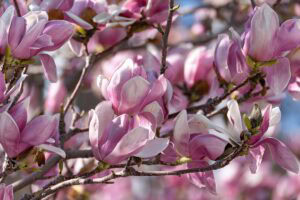 Magnolia Tree Growing Guides, Tips, and Info | Gardener's Path