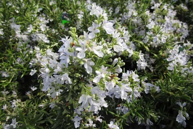 13 of the Best Rosemary Varieties | Gardener’s Path