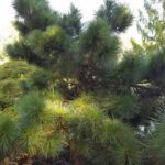 How to Grow and Care for Japanese Black Pines | Gardener’s Path