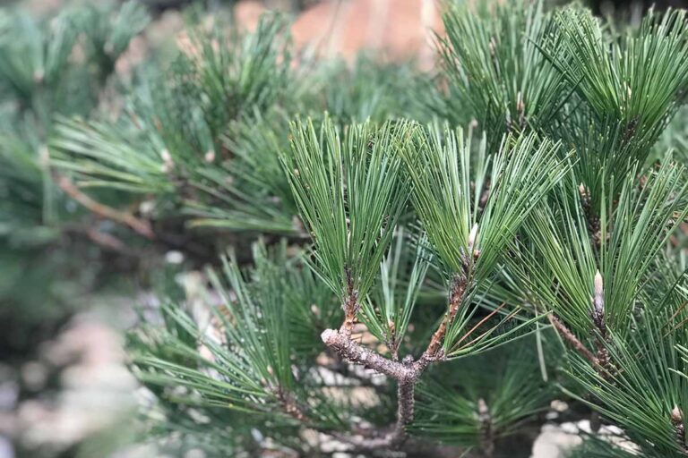 How to Grow and Care for Japanese Black Pines | Gardener’s Path