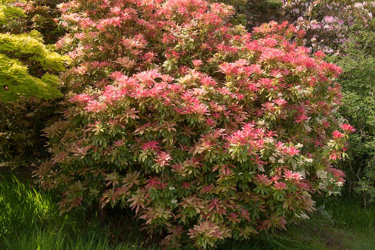 How To Grow And Care For Japanese Andromeda Pieris 