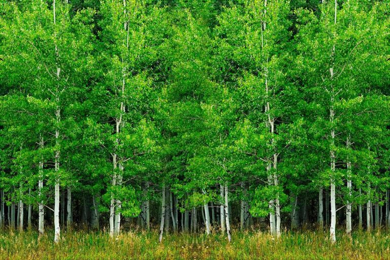 How to Grow and Care for Quaking Aspen Trees | Gardener’s Path