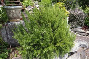 13 of the Best Rosemary Varieties | Gardener’s Path