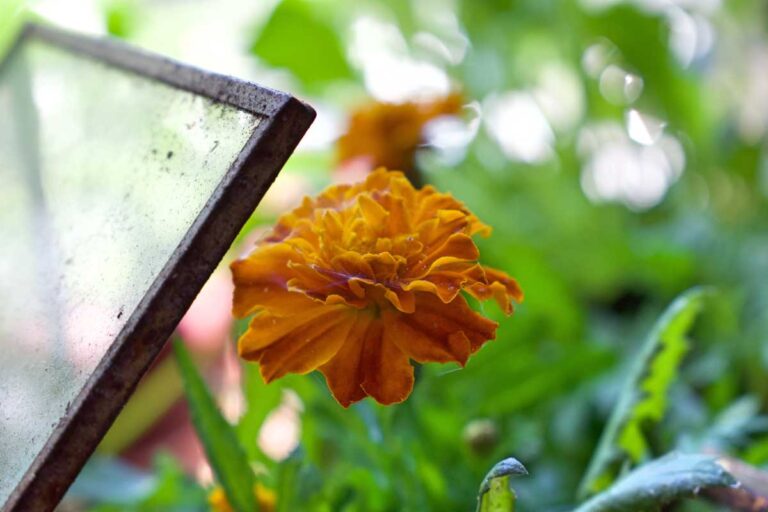 How to Grow and Care for French Marigolds | Gardener’s Path