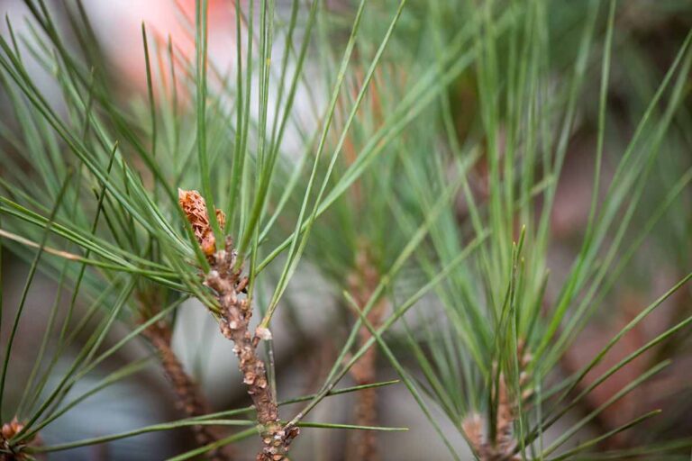 How to Grow and Care for Japanese Black Pines | Gardener’s Path