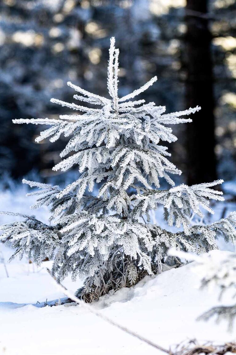 How to Grow and Care for Norway Spruce Trees | Gardener’s Path