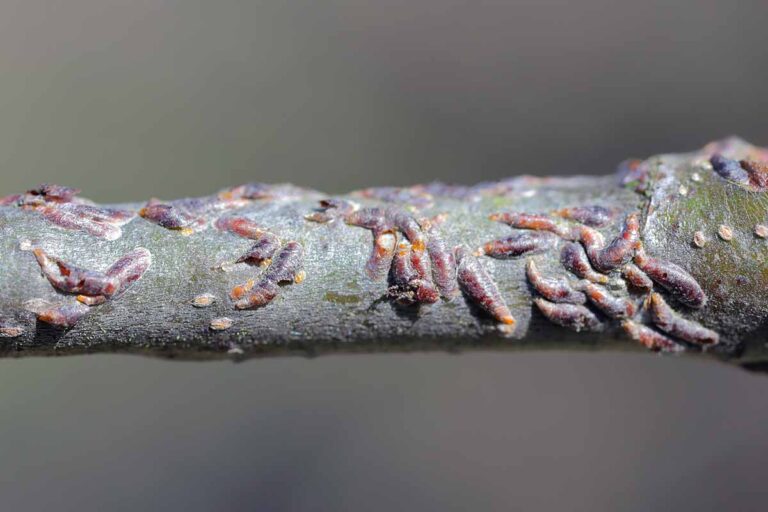 How to Grow and Care for Quaking Aspen Trees | Gardener’s Path