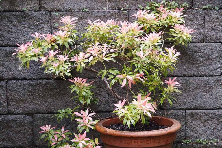 How to Grow and Care for Japanese Andromeda (Pieris)