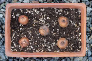 How to Grow Gladiolus in Containers | Gardener’s Path