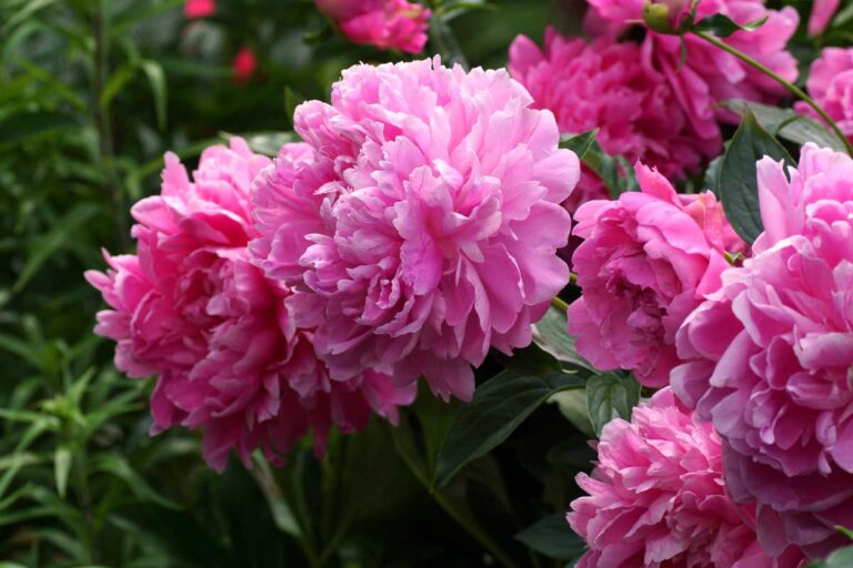 How to Plant, Grow, and Care for the Classic Perennial Peony