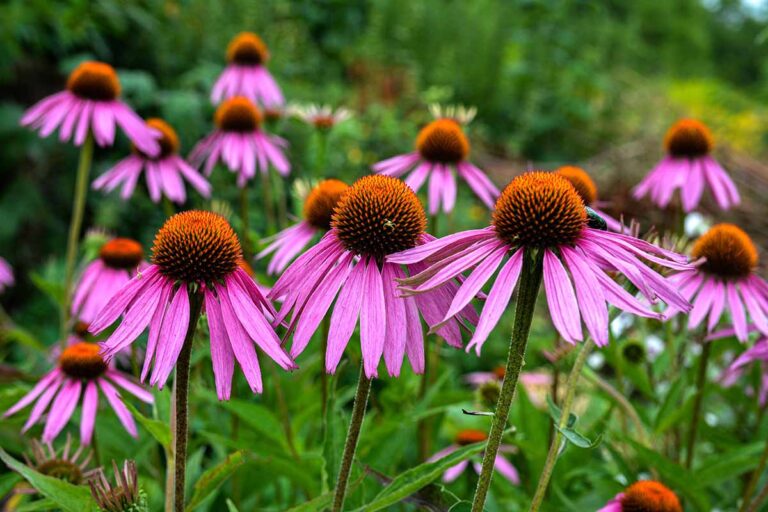 21 of the Best Flowers for Mass Planting | Gardener’s Path