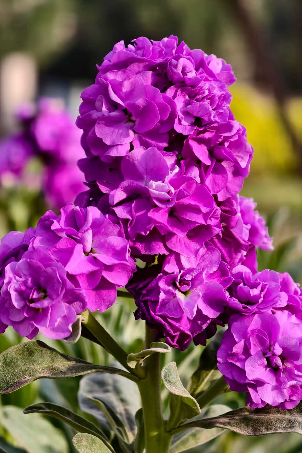 How to Grow and Care for Stock Flowers (Matthiola incana)