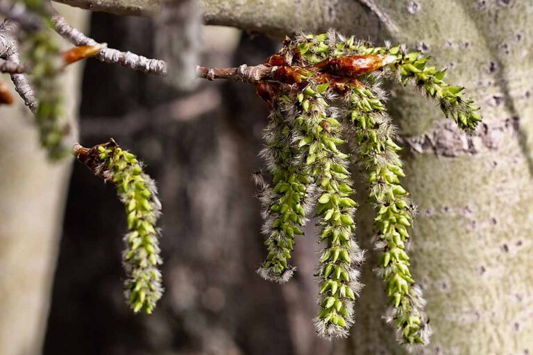 How to Grow and Care for Quaking Aspen Trees | Gardener’s Path