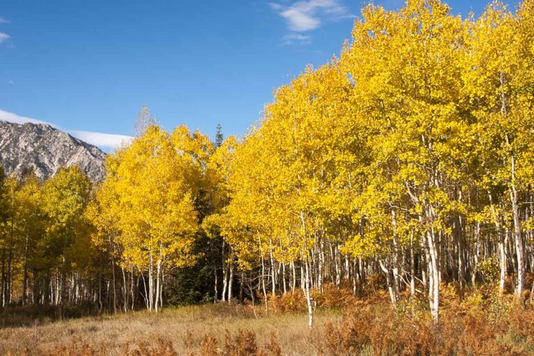 How to Grow and Care for Quaking Aspen Trees | Gardener’s Path